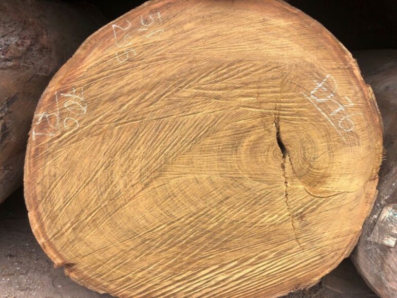 Gỗ Lim là gì? Đặc điểm nhận biết - Phân loại - Ứng dụng